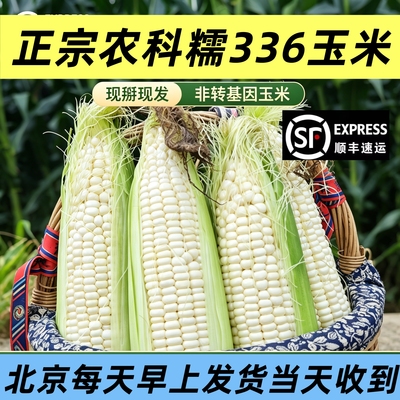 农家自产自销农科糯336玉米新鲜