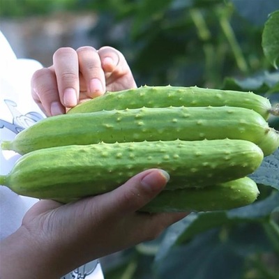 山东海阳白玉黄瓜清香脆嫩新鲜