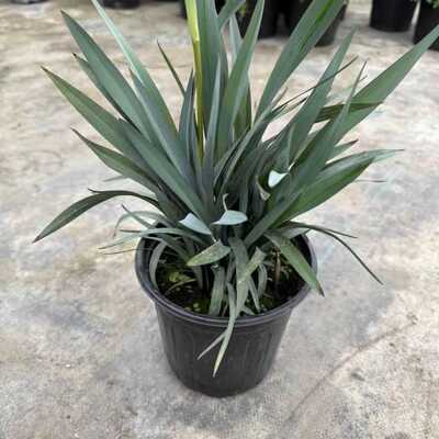 蓝色多年生绿植耐冻耐热四季常绿