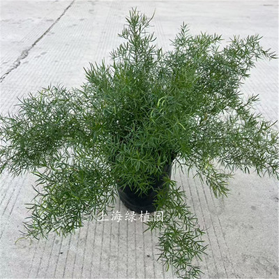 天门冬四季常青绿植武竹丝盆栽