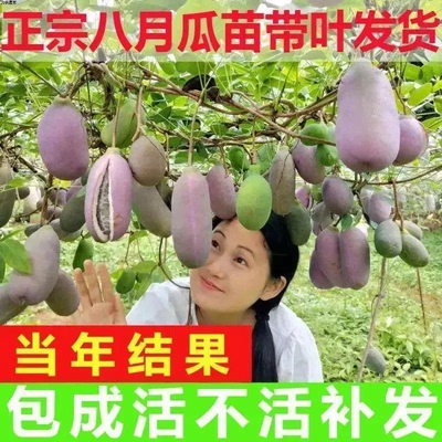 无籽八月瓜苗当年结果带叶