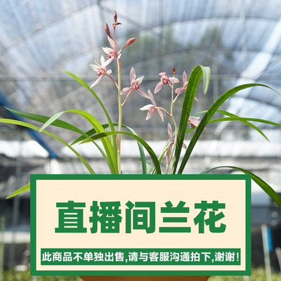 建兰矮种金边四季达摩盆栽直播间