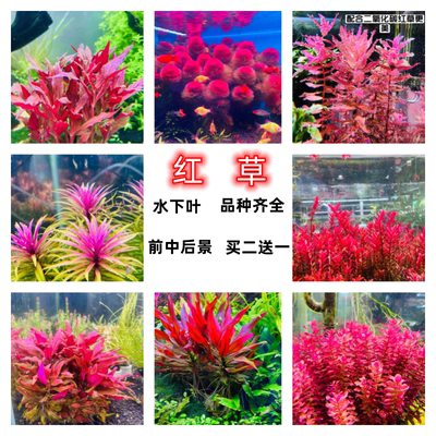 水下叶水草红色系列好看好养水草