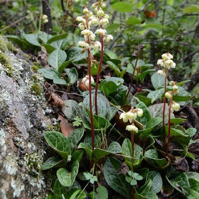 新鲜野生中药材种苗