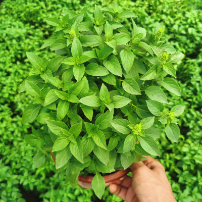 九层塔食用香草香叶绿植