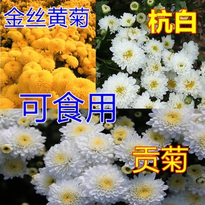 金丝皇大花可食用菊花苗盆栽花卉九月乒乓花多年生四季可养室内外