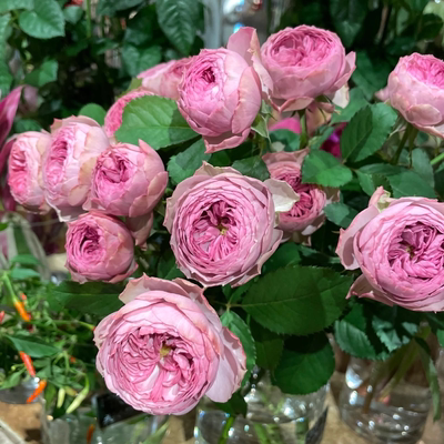 锦葵皇冠 香芋紫皇冠Mauve Tiaraモーブティアラ2026超新月季花苗