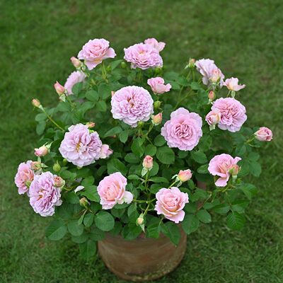 花檐Frize戴尔巴德月季花苗灌木