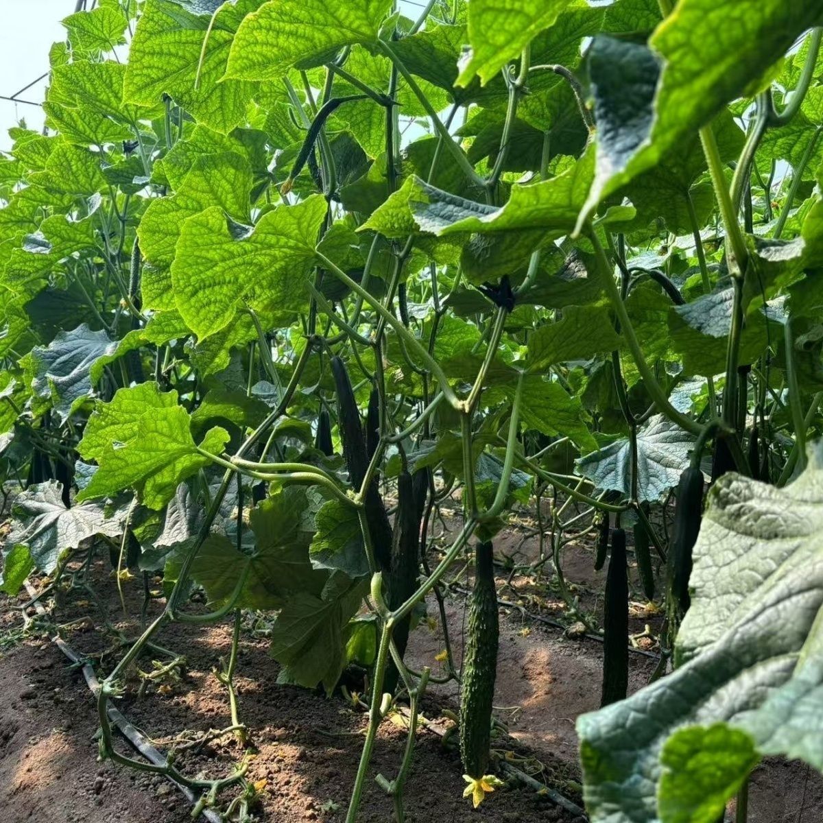 云南高原新鲜应季黄瓜带刺水果黄瓜农家蔬菜生吃现在摘