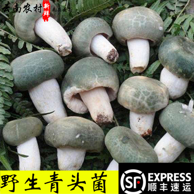 云南野生菌产地新鲜发货