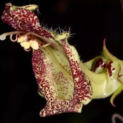 粉精灵一物一拍粉色系