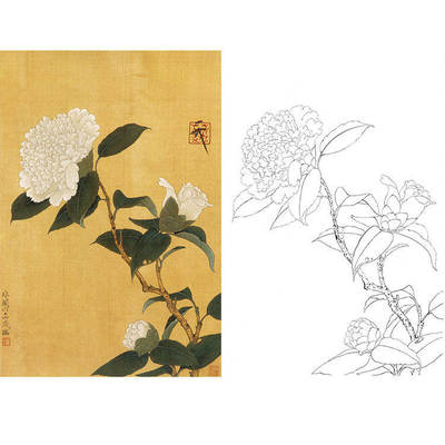 工笔画白描底稿花鸟国画白山茶图于非闇实物打印宣纸过稿临摹YF23