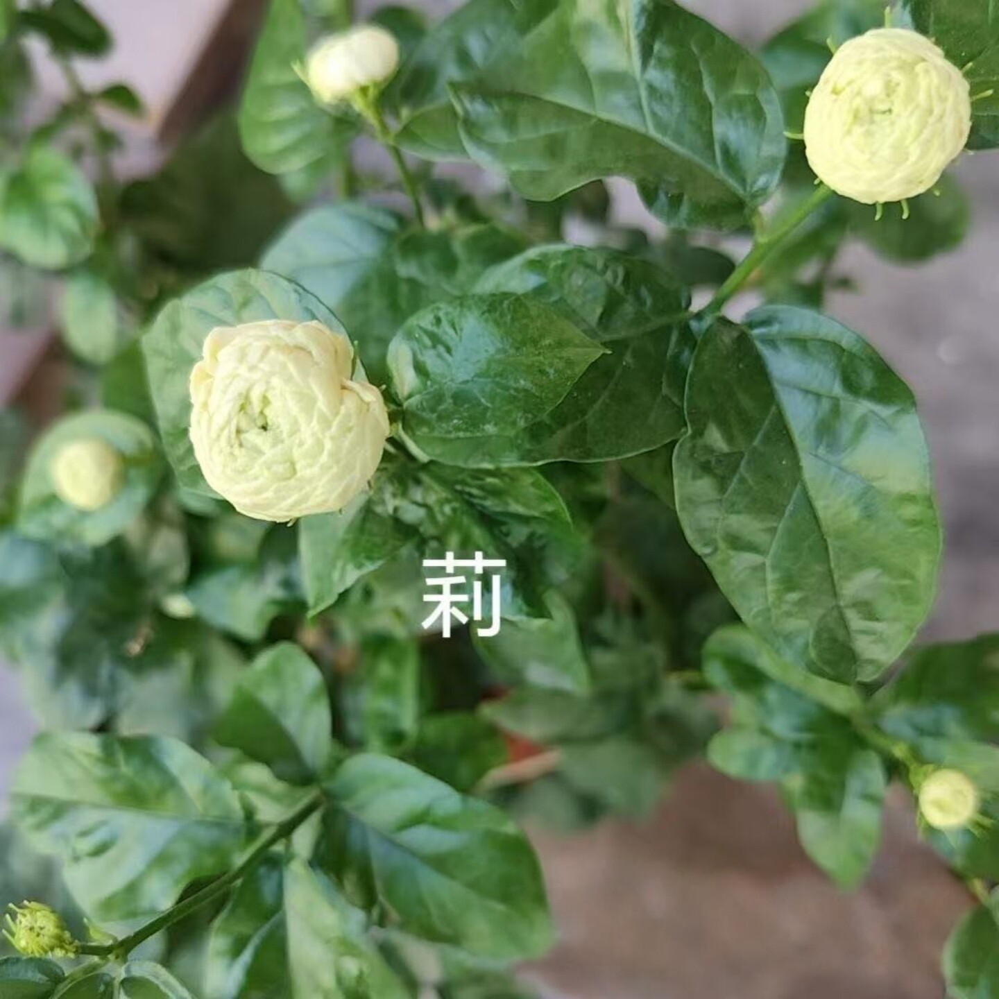 正宗虎头茉莉花盆栽重瓣大花独杆圆叶老桩花卉绿植室内阳台植物