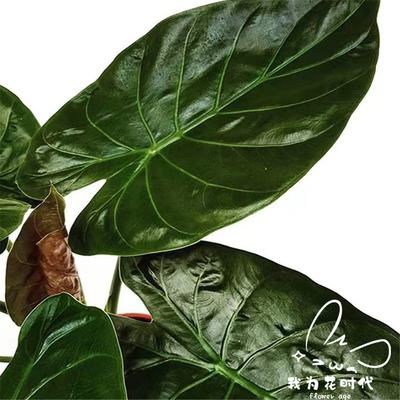 【温蒂海芋富贵盾牌】 Alocasia Wentii 室内网红绿植带盆栽包邮