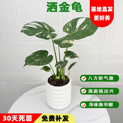 洒金龟背竹土培植物好养室内绿植