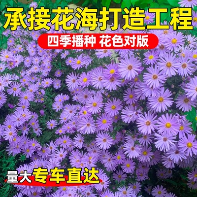 荷兰菊花种子重瓣紫苑翠菊