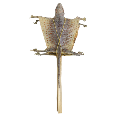 蛤蚧干货大定喘中药材泡酒大壁虎