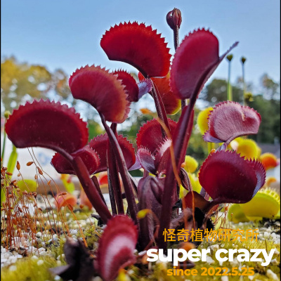 D.‘red piranha’红色食人鱼捕蝇草食虫植物红色系列大夹子品种