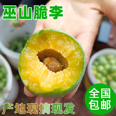 巫山曲尺脆李重庆新鲜李子现摘