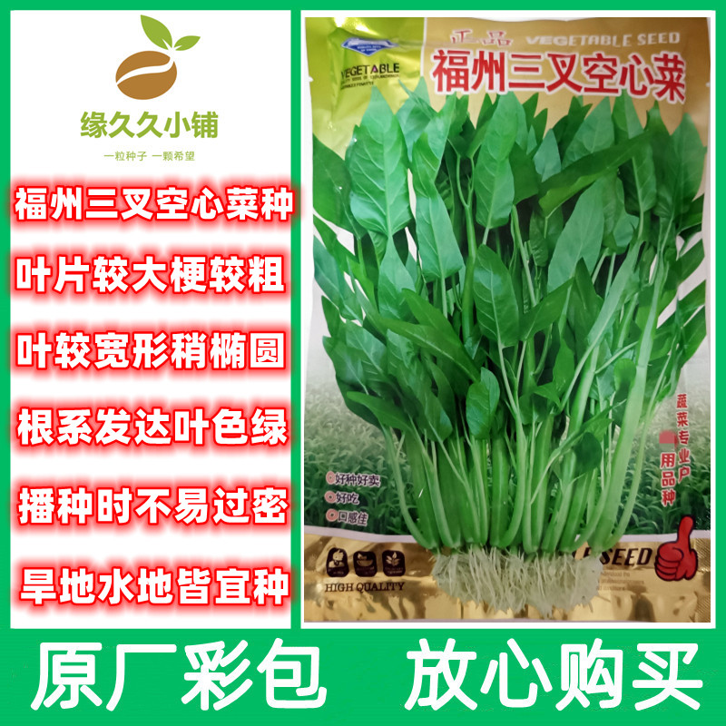 福州三叉空心菜种籽通心菜种子四季易种农家种植水陆两生雍菜种子