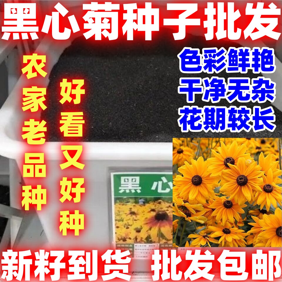 黑心菊种子好种多年生花期长景观工程园林绿化耐旱耐热春简单易种