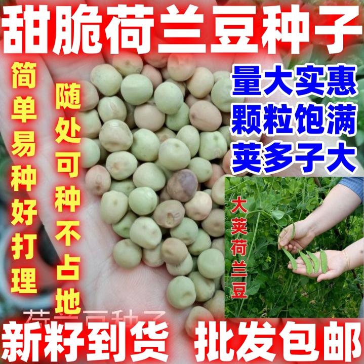 甜脆荷兰豆种子豌豆苗四季播种大荚菜豆豌豆豆角种子农家蔬菜好吃