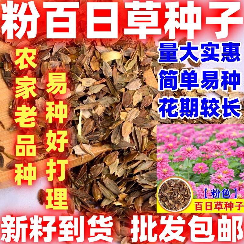 粉色百日草种子孑大花重瓣步步高对叶菊花籽复瓣阳台简单易种耐热
