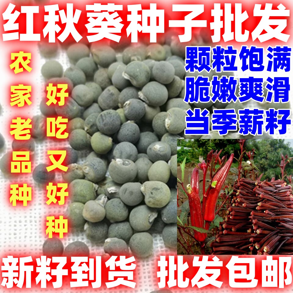 红秋葵四季蔬菜仔菜红色种籽孑四季可播秋癸春季阳台蔬莱种子大全