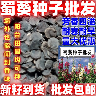 重瓣蜀葵花种子四季盆栽一丈红花种子庭院阳台多年生易种植种子