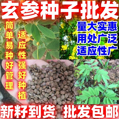 当季新籽玄参种适应性广种子玄参种玄参种植可以食用块茎简单易种