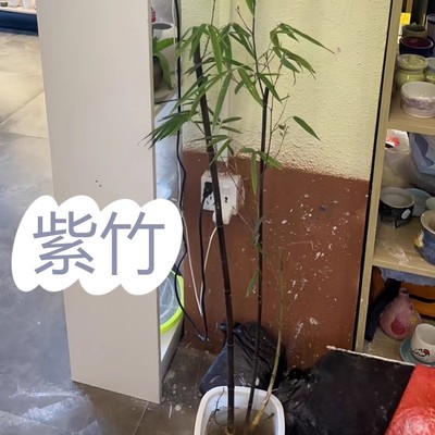 琴丝竹紫竹人面竹金镶玉竹