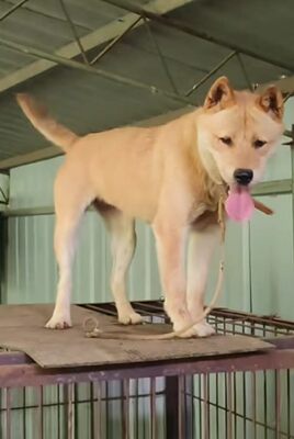 纯种中华田园犬黄狗白面母犬广西土狗大黄狗活体护院宠物狗