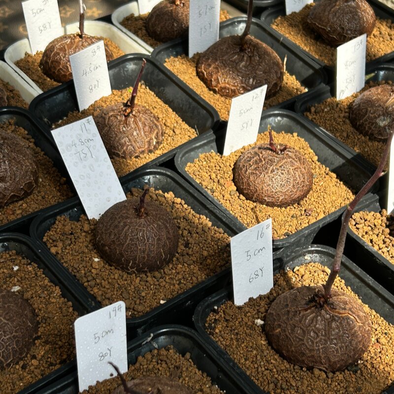 正版南非龟甲龙一物一拍服盆养定品质精选块根植物盆栽潮流植物