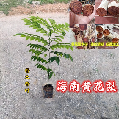海南黄花梨树苗海黄树四大名木