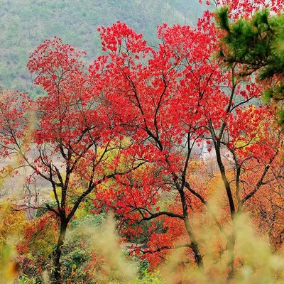 乌桕树苗红叶乌桕庭院绿化风景树