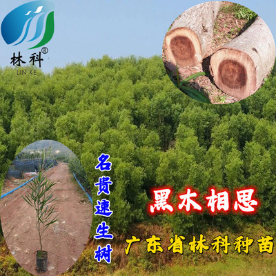 黑木相思树苗17号黑木相思造林苗