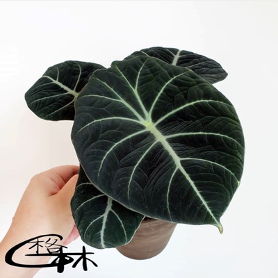 ins风黑天鹅海芋blackvelvt植物