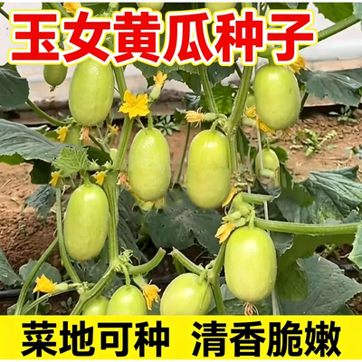 玉女水果黄瓜种子迷你小黄瓜籽生吃脆甜无渣春秋种植阳台盆栽种子