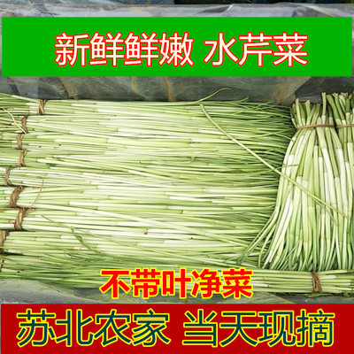 【新鲜去叶水芹】菜鲜芹菜河芹现摘无节叶芹时令净菜蔬菜苏北农家