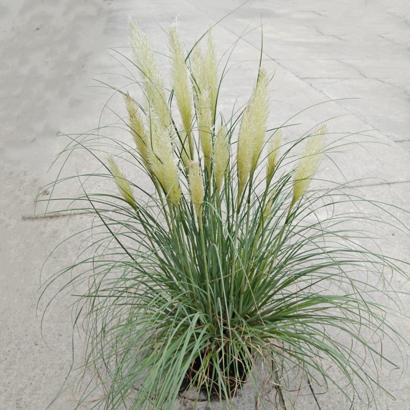 草坪观赏草矮生蒲苇草小兔子狼尾草园林观赏绿植大型装饰基地直销