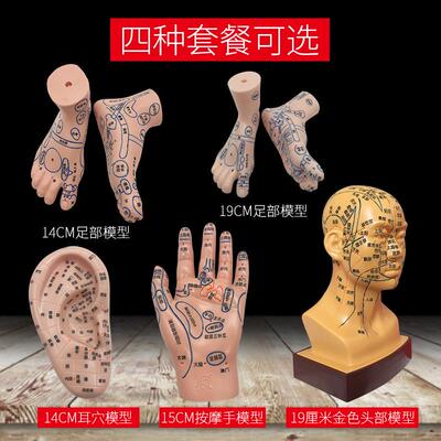丰帆手足耳按摩模型脚部足部反射区模型按摩针灸艾灸穴位针灸模型