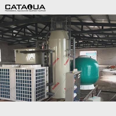 鱼类水产养殖循环水系统CAT系列蛋白质分离器气泡分离有机物