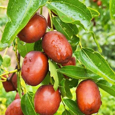 嫁接枣树苗沾化冬枣苗青枣树果苗南北方庭院盆栽地栽种植当年结果