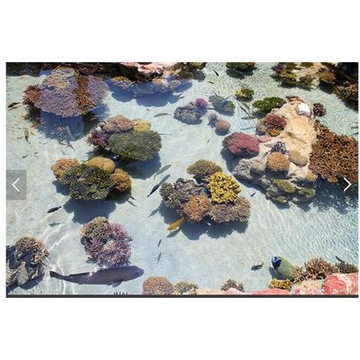 海底世界珊瑚海藻3d图案防滑pvc自粘地贴地板贴耐磨地贴地画floor