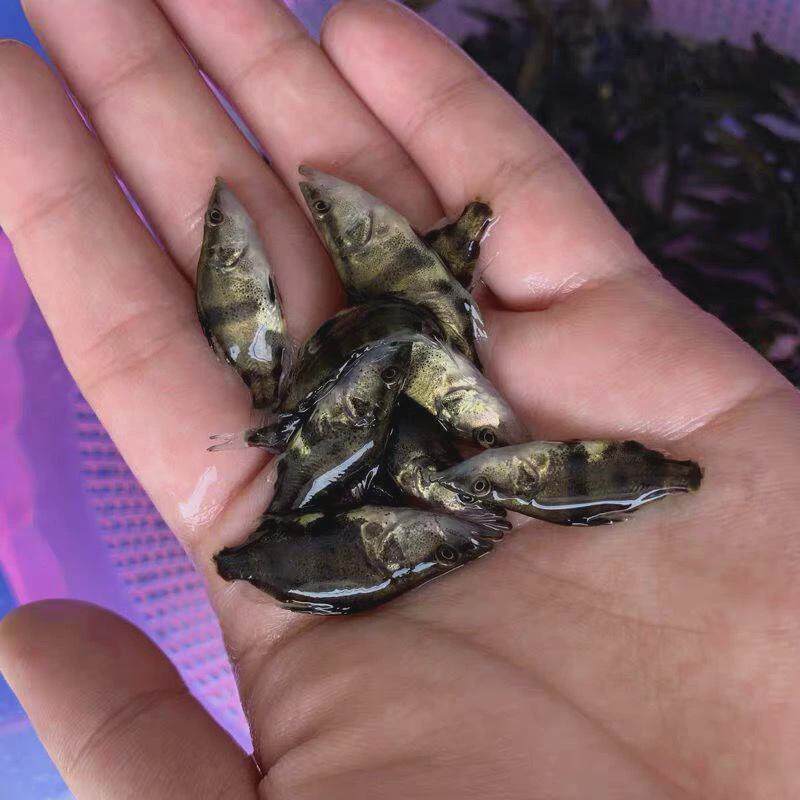 桂花鱼苗加州苗翘嘴鱼苗斑桂鱼肉食性鱼苗鳜鱼鲈鱼苗鲈鱼苗小鱼苗