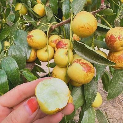 枣树活苗金丝枣嫁接特大枣树苗冬枣子苗当年结果南方北方种植果树