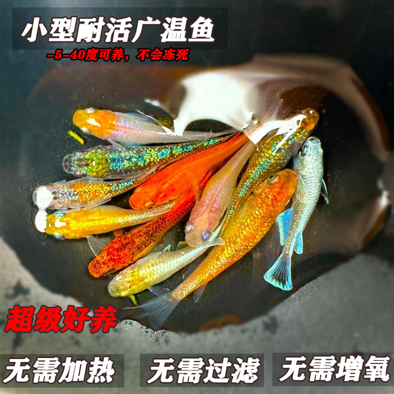 观背青鳉 小型鱼耐活好养 冷水观赏鱼 鱼缸小宠物活体 淡水小鱼苗