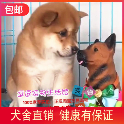 豆柴活体长不大小型日本柴犬包邮