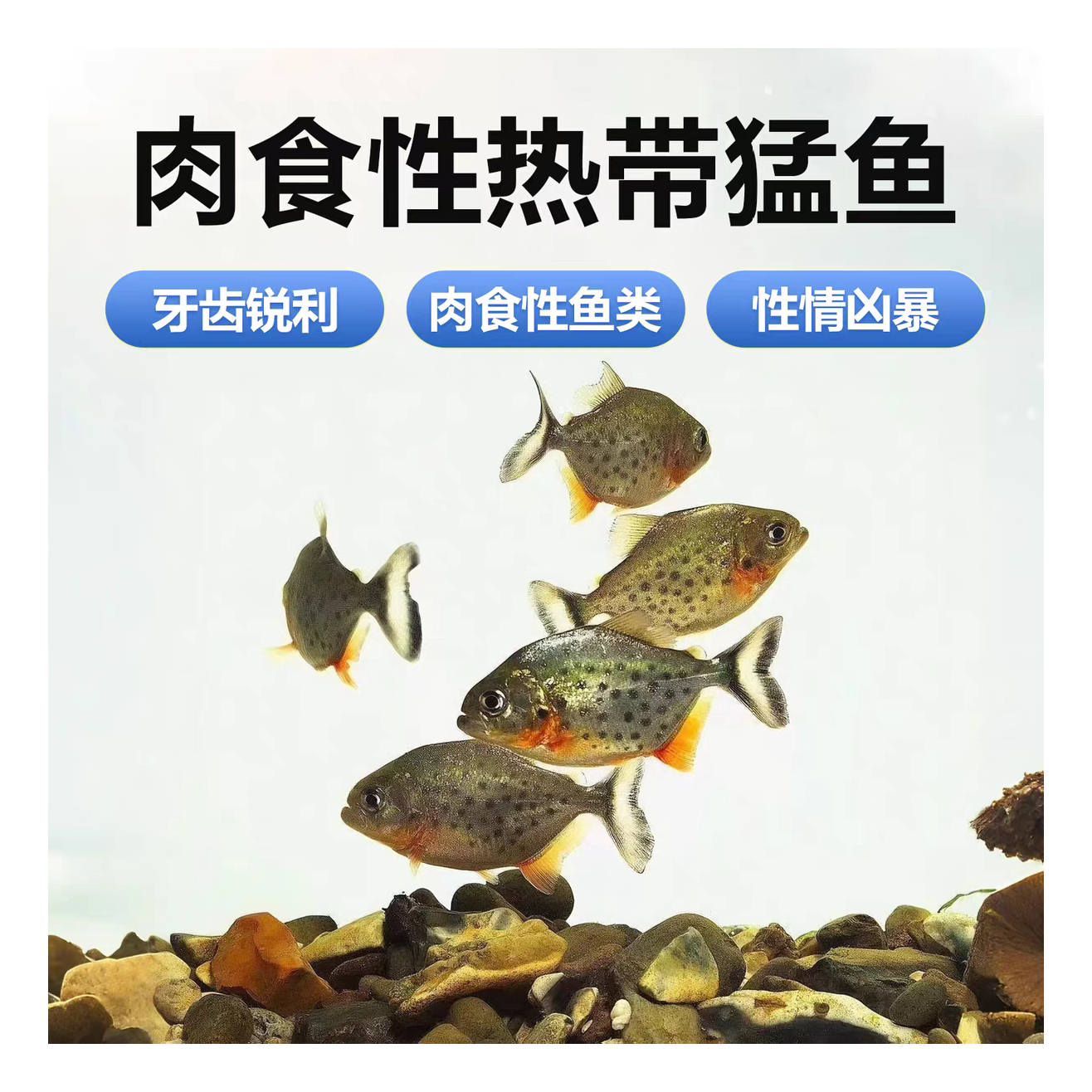 南美亚马孙红文鱼活热带鱼淡水凶猛宠物观赏鱼活苗肉食性猛鱼红鲳