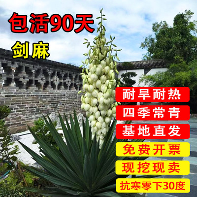 剑麻树苗凤尾丝兰盆栽花卉龙舌兰耐寒庭院植物公园剑麻绿化剑麻苗